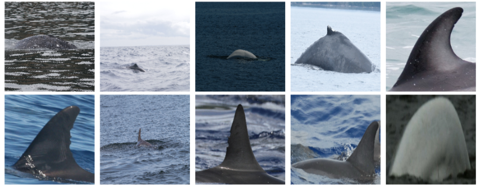 [pytorch] Kaggle大型图像数据集 数据分析+可视化_kangle数据集-CSDN博客