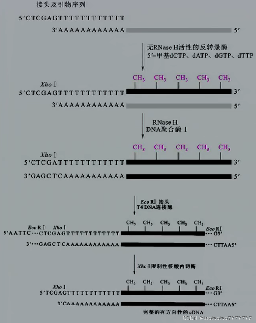 【中科院】分子生物学-朱玉贤第四版-笔记-第10讲 分子生物学操作技术_cdna差示分析法动画-CSDN博客
