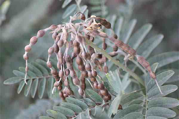 肠道重要菌属——颤螺菌属 （Oscillospira），它为什么如此神秘？-CSDN博客