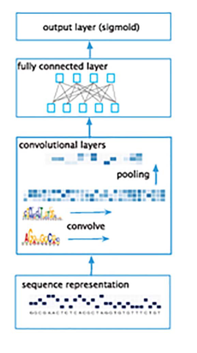 DNA/RNA基序挖掘中的深度学习研究进展（A survey on deep learning in DNA/RNA motif mining）_rnaincoder: a deep ...