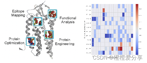 Rosetta从头蛋白抗体设计、结构优化及在药物研发中的应用-CSDN博客