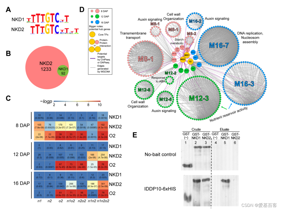 Plant Cell | DAP-seq和ATAC-seq助力构建玉米胚乳发育调控网络_naked endosperm1, naked endosperm2, and opaque2 in ...
