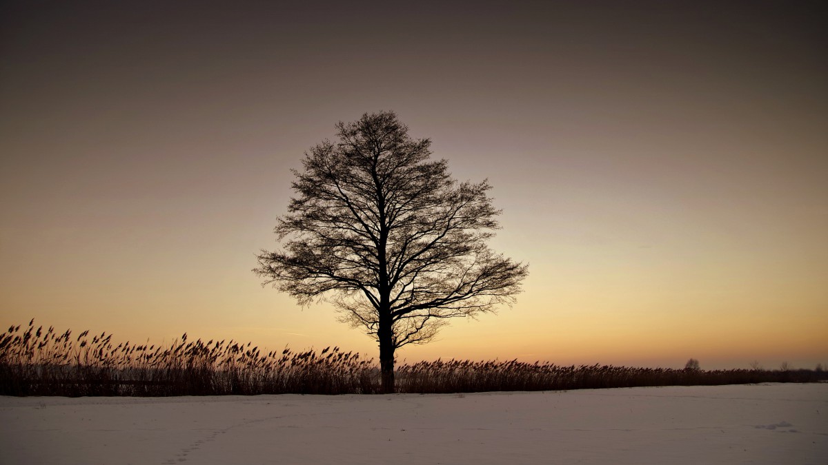 clickhouse-clickhouse-mergetree-clickhouse-csdn