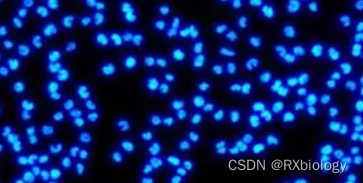 DBCO-PEG-Cy7，Cy7.5，DBCO-PEG-Sulfo-Cyanine 7， 二苯并环辛炔PEG花青素-CSDN博客