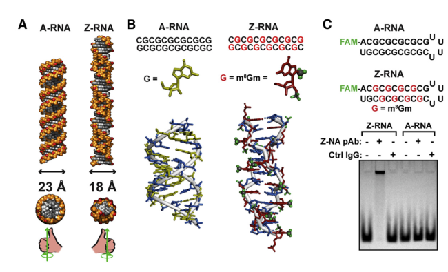流感病毒Z-RNA诱导ZBP1介导的细胞程序性坏死-CSDN博客