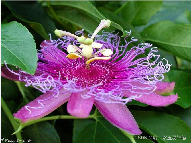 Pytorch实现深度学习常用图像分类数据集的划分与读取(oxford 102flower,cifar10cifar100)oxford