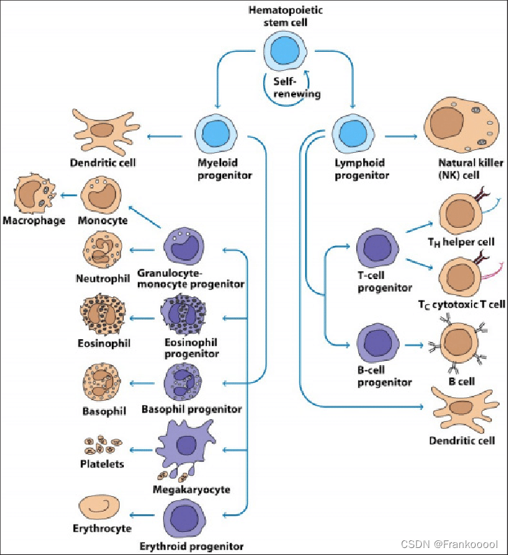 Cell Classification Notes-CSDN博客