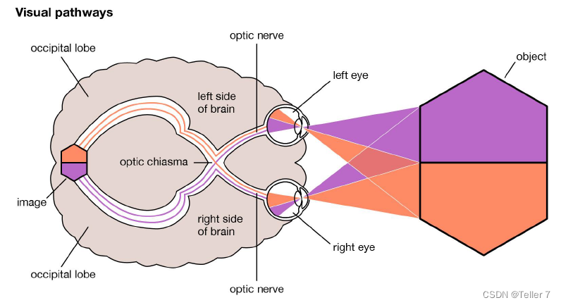 3.DNN_two-streams hypothesis of visual processing-CSDN博客