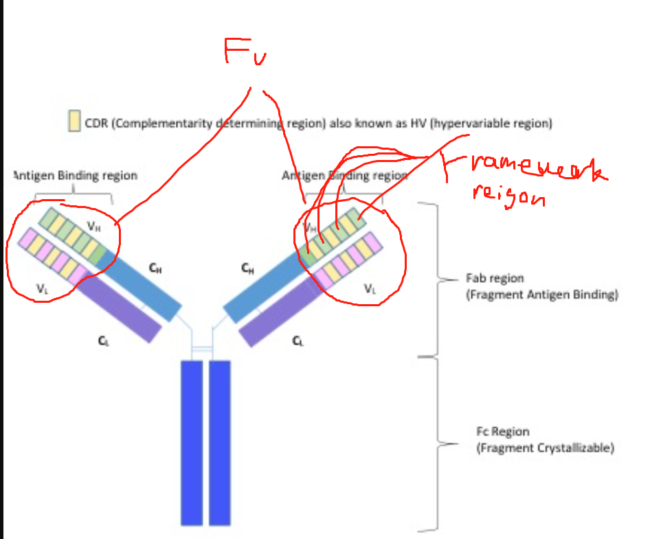 【读文献】可解读的深度学习抗体结构预测-CSDN博客