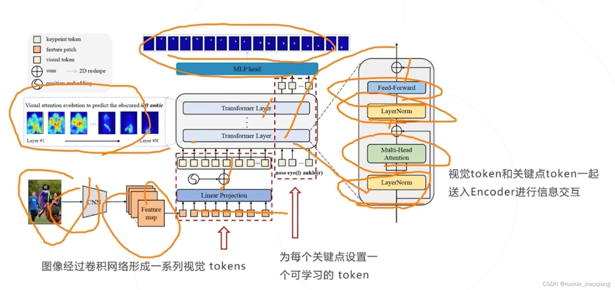 MMPose综述_2d 3d关键点 坐标回归-CSDN博客
