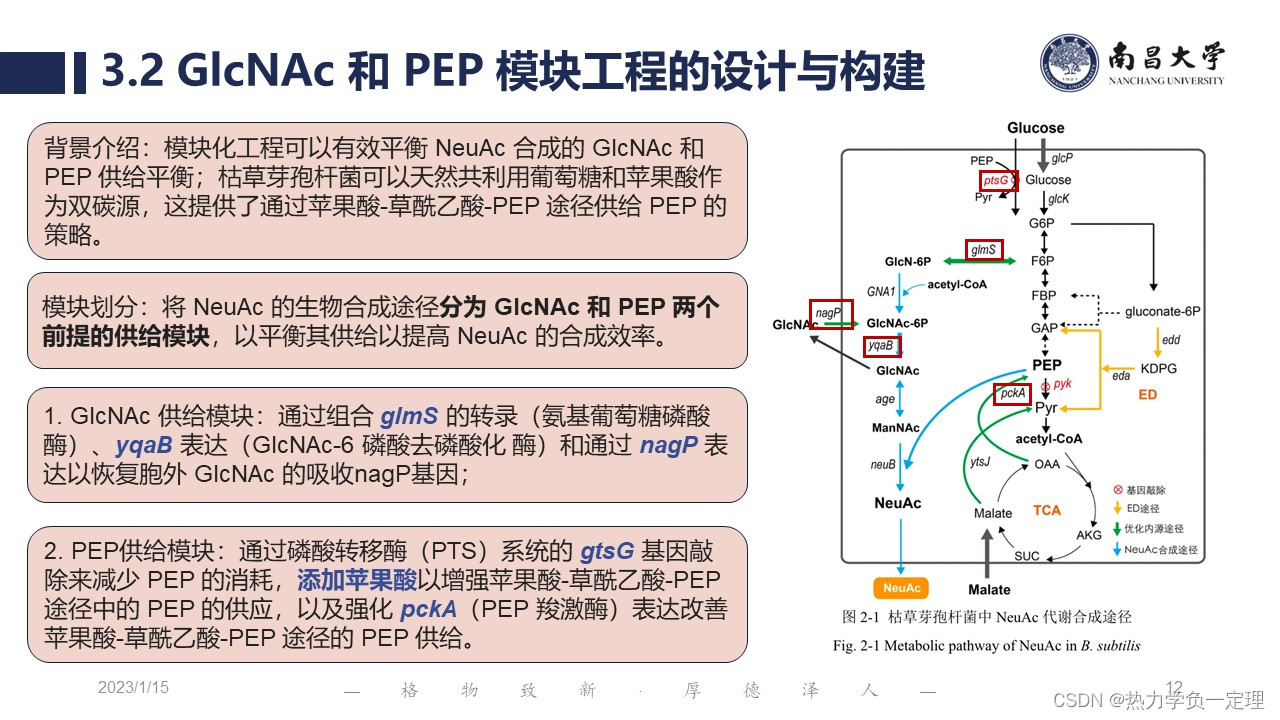 枯草芽孢杆菌 NeuAc 合成途径的构建和模块化优化--文献总结-CSDN博客