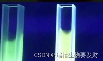 荧光探针AF594-Annexin V，AF594标记膜粘连蛋白-5，AF594/Annexin V可用于细胞检测_膜联蛋白5探针阳性对照 ...