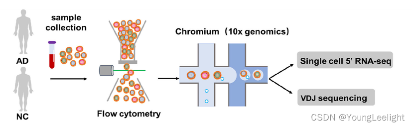 GSE181279—AD疾病的PBMC单细胞 单细胞数据分析实战_pbmc炎症单细胞样本-CSDN博客