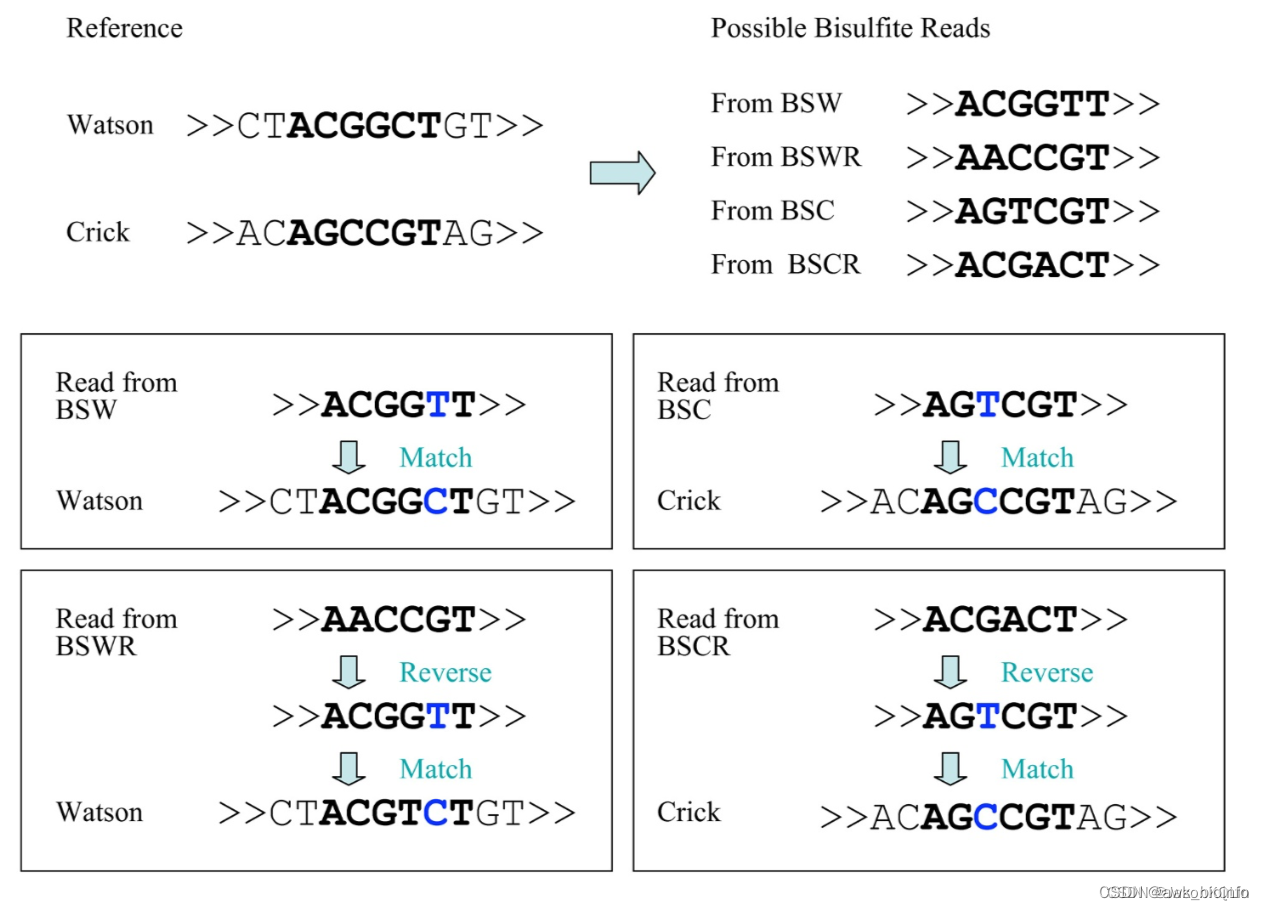 bismark和bsmap比对原理-CSDN博客