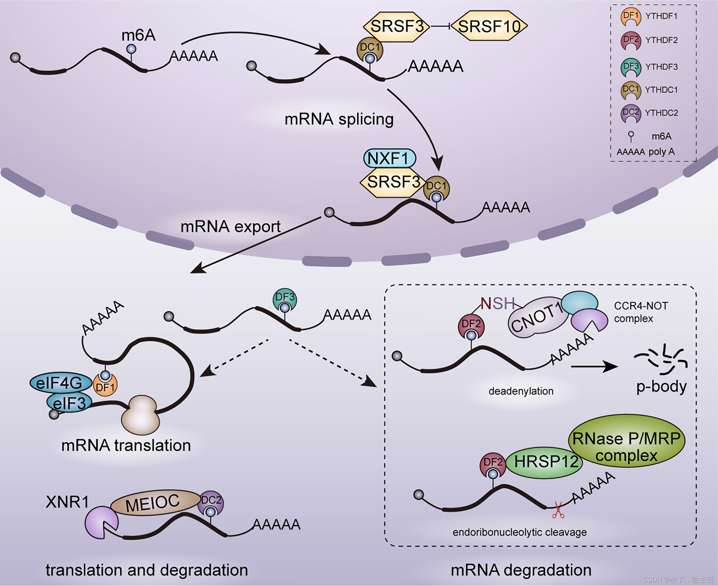 RNA m6A修饰问题汇总_m6a修饰位点预测-CSDN博客