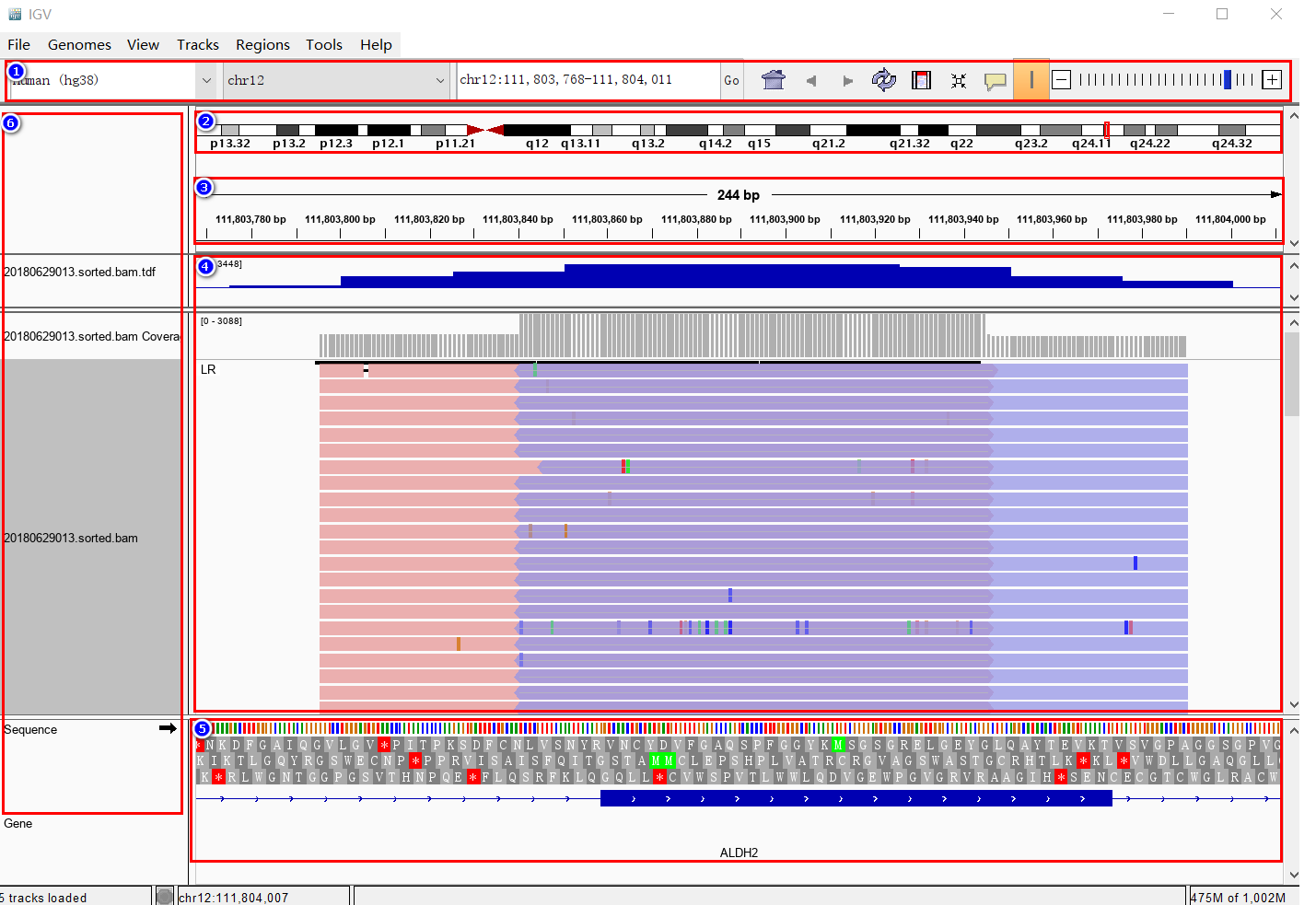 【软件介绍】IGV软件的安装和基本介绍_integrative genomics viewer-CSDN博客