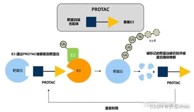 PROTAC功能分子降解靶蛋白/(S,R,S)-AHPC-C6-NH2_怎么判断靶蛋白能否protac-CSDN博客