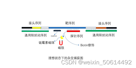 二代测序之WES文库构建学习笔记_二代测序文库构建-CSDN博客
