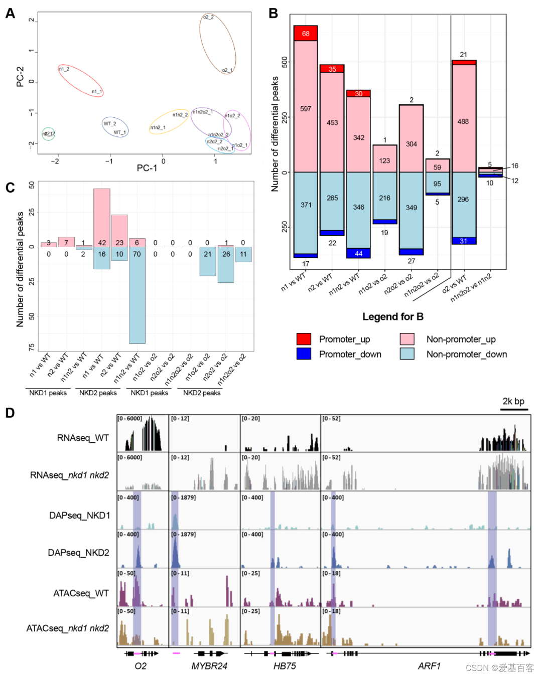 Plant Cell | DAP-seq和ATAC-seq助力构建玉米胚乳发育调控网络_naked endosperm1, naked endosperm2, and opaque2 in ...