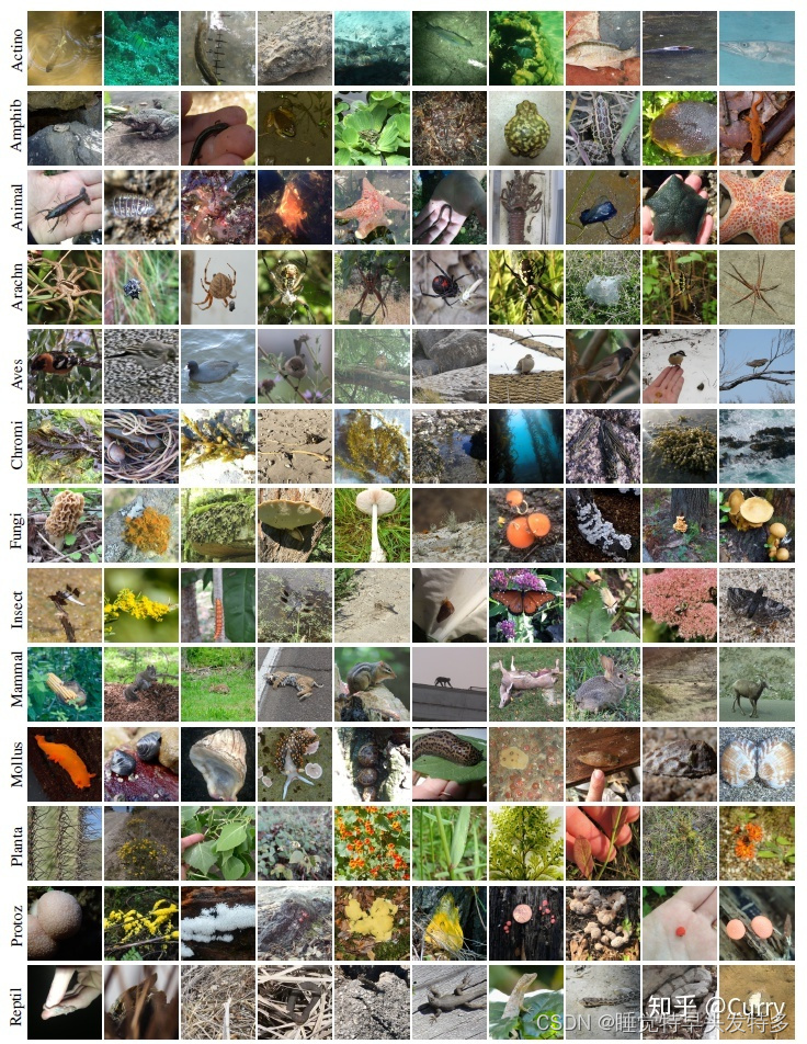 小样本学习跨域(Cross-Domain)问题总结_plantae数据集-CSDN博客