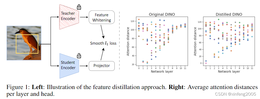 模型特征蒸馏:Contrastive Learning Rivals Masked Image Modeling in Fine-tuning via Feature Distillation ...