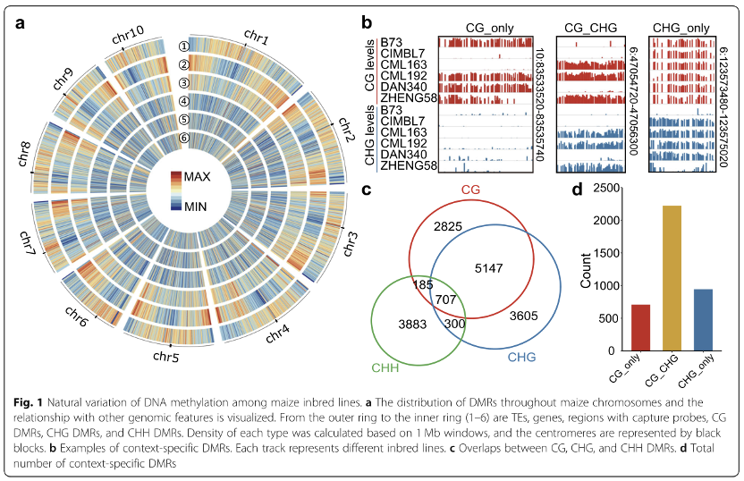 易基因：植物DNA甲基化专题 |玉米：从群体水平揭示DNA甲基化变异对表型的贡献_玉米 snp 改变 基因表达-CSDN博客