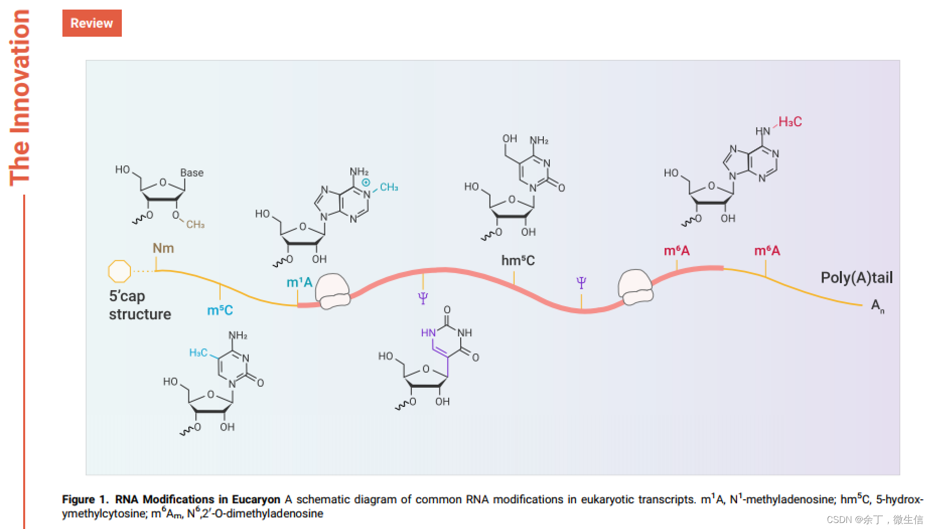 权威综述：RNA m6A 与癌症_ythdc2 肺表达-CSDN博客