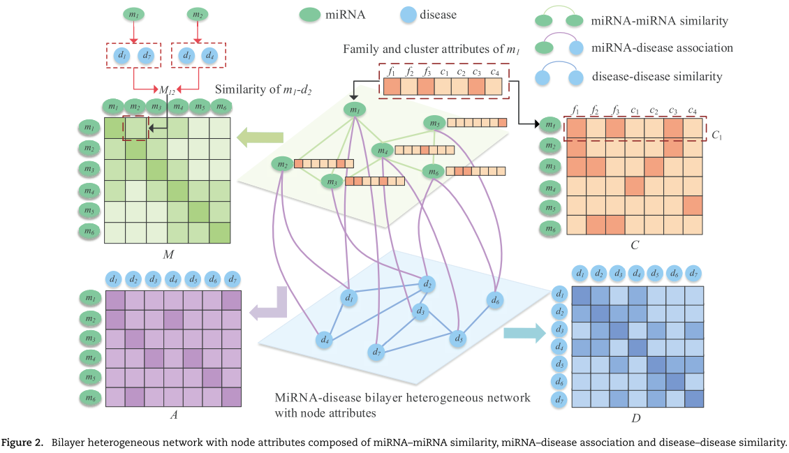 GMDA：结合成对邻域拓扑和 miRNA 家族和聚类属性进行miRNA-疾病关联预测（Briefings in Bioinformatics）_mirna家族分析-CSDN博客