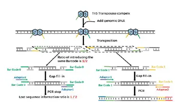 Tn5转座酶建库原理-CSDN博客