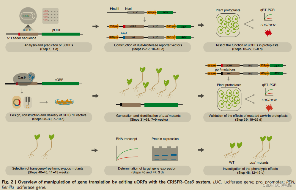 植物中的uORF简述-CSDN博客