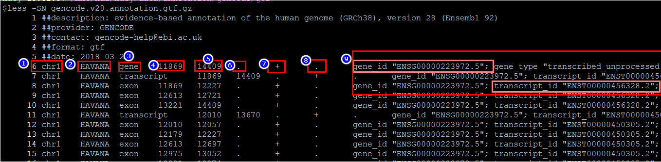 NGS数据分析实践：03. 涉及的常用数据格式[3] - gtf/gff格式_gtf和gff3的区别-CSDN博客