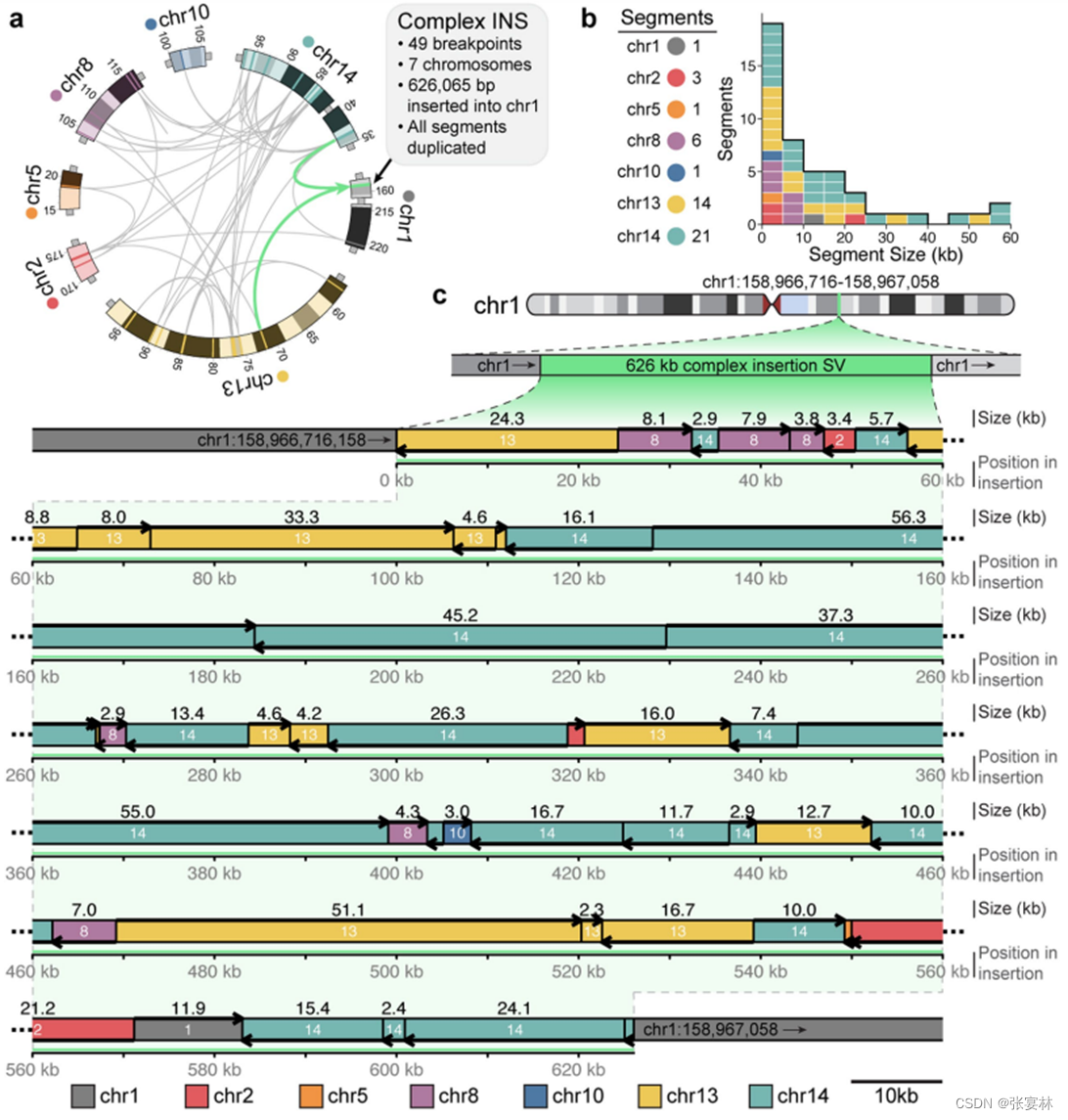 人基因组重测序系列 - 1.人基因组简介_human mutation-CSDN博客