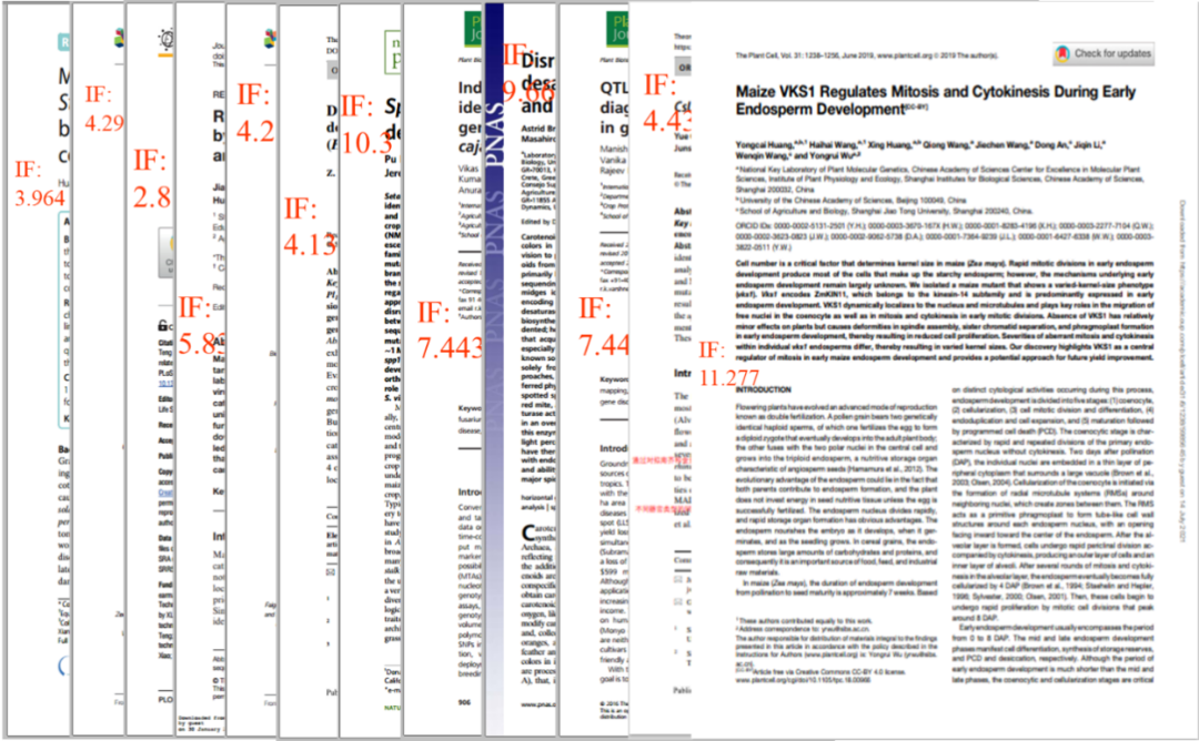 BSA专题2—缩小定位区间和后续验证怎么做？_qtlseqr 可以做无双亲的bsa吗_菌小落的博客-CSDN博客