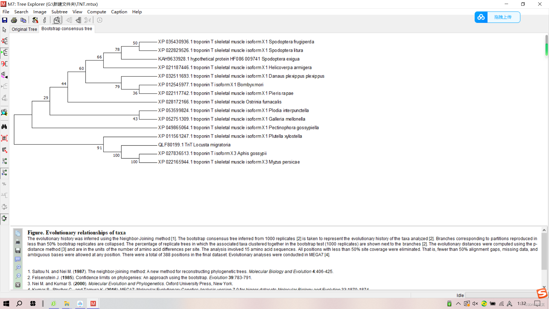 序列分析……_引物设计去除终止子-CSDN博客