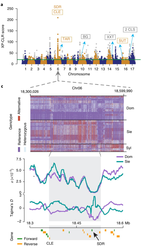 群体遗传学-选择消除分析_the genomic signature of dog domestication reveals-CSDN博客