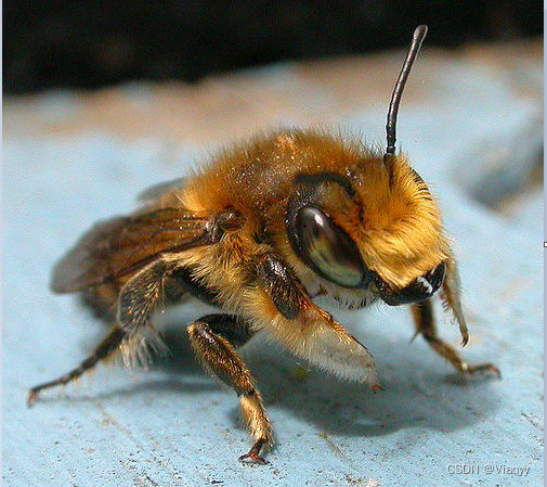 Torchvisiontransforms中的常用方法torchvisiontransforms归一化 Csdn博客