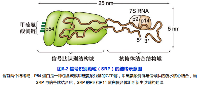 细胞生物学-6-蛋白质分选与膜泡运输_srp细胞生物学-CSDN博客