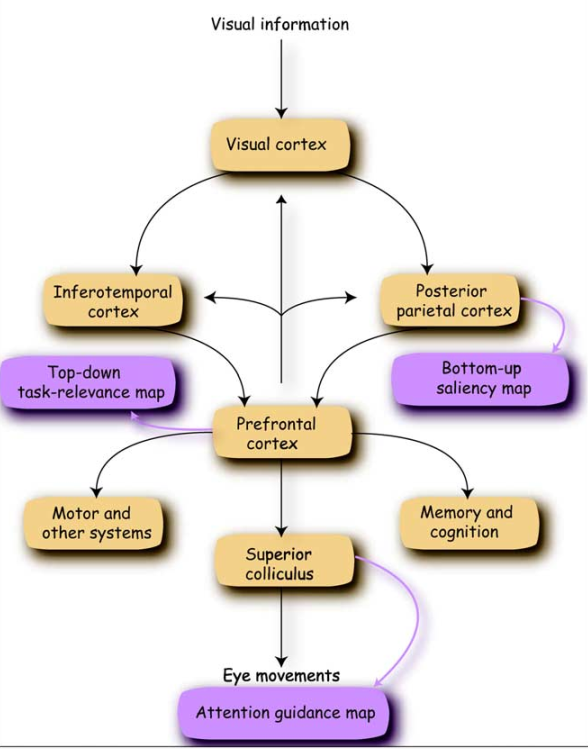 选择性注意中的“salience map”的作用是什么？_saliency map-CSDN博客