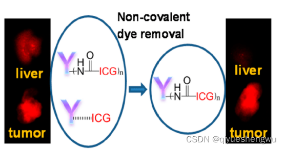 吲哚菁绿ICG标记海藻酸钠|ICG-海藻酸钠|alginate-Indocyaninegreen_icg在水中的溶解度-CSDN博客