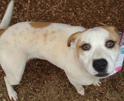 机器学习03：使用logistic回归方法解决猫狗分类问题_利用带有bn的逻辑回归实现猫狗分类-CSDN博客