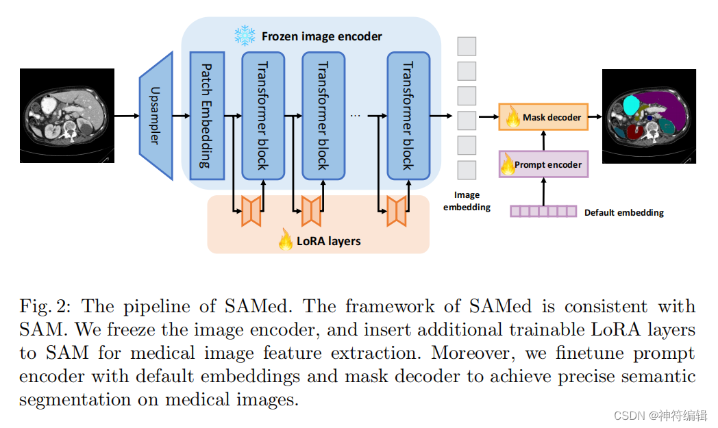 使用sam为医学图像定制分割模型(2023customized Segment Anything Model Formedical Image Segmentation,微调)最新的病理 9036