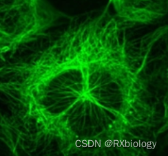 荧光染料Annexin V-AF647，AF647标记膜联蛋白V，Annexin V,AF594 conjugate_af647荧光-CSDN博客