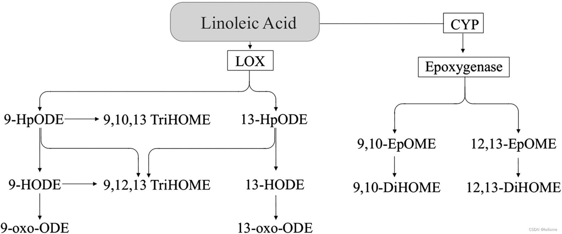 多不饱和脂肪酸氧化产物及相关氧化酶_dgla被cyp处理是什么产物-CSDN博客