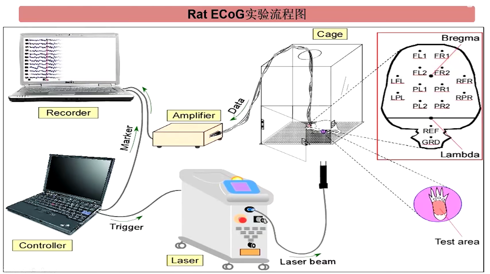 脑电的神经起源与测量-EEG Processing and Feature 2_脑电测试 csdn-CSDN博客