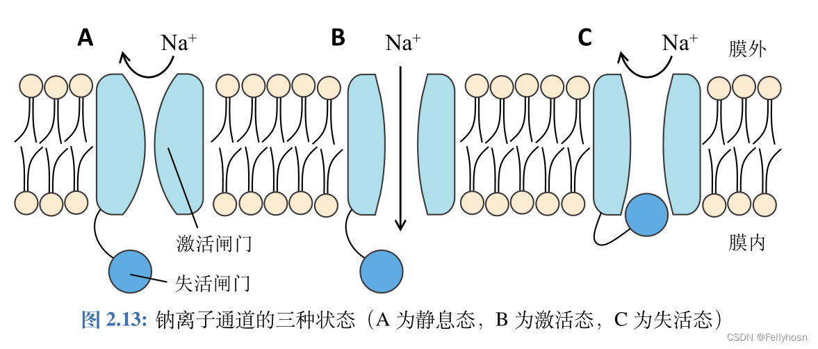 【brainpy学习笔记】神经元的电导模型——以HH模型为例_hh神经元模型原理-CSDN博客