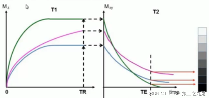 MRI原理与CEST相关简介_cest mri-CSDN博客