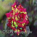 对抗样本生成方法综述（FGSM、BIM\I-FGSM、PGD、JSMA、C&W、DeepFool）-CSDN博客