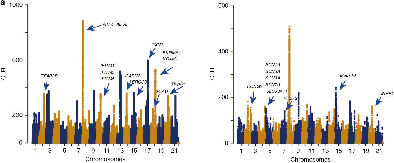 群体遗传学-选择消除分析_the genomic signature of dog domestication reveals-CSDN博客