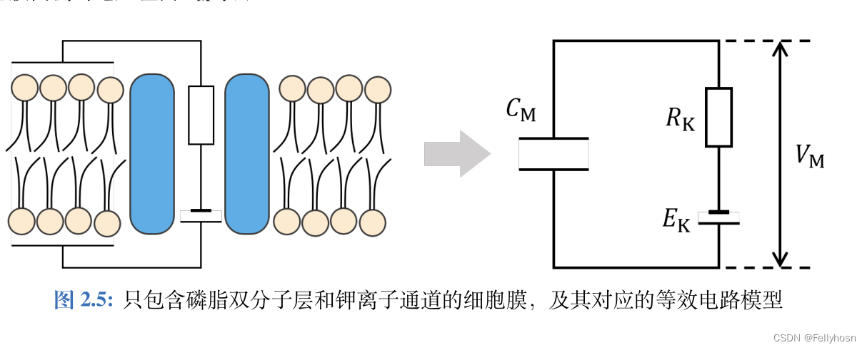 【brainpy学习笔记】神经元的电导模型——以HH模型为例_hh神经元模型原理-CSDN博客