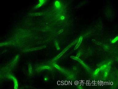 Cy3/Cy5.5/FITC荧光标记糖（氨基半乳糖/氨基葡萄糖/果糖/鼠李糖）定制合成_异硫氰酸荧光素和5氨基荧光素区别-CSDN博客